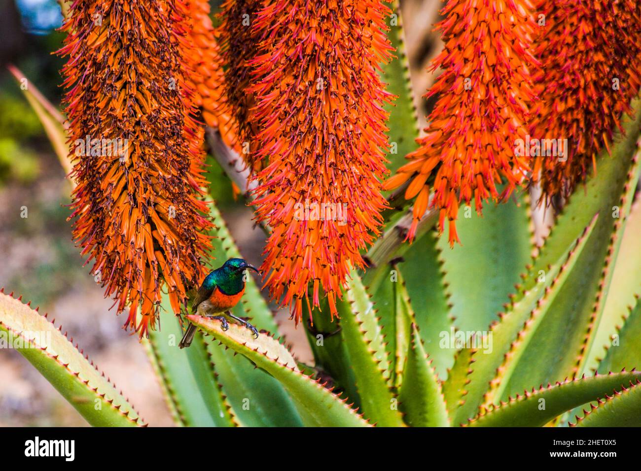 Orange-breasted sunbird (Anthobaphes violacea), Addo Elephant National ...