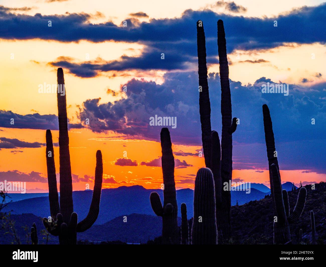 Vivid sunset with clouds with saguaro cactus in foreground in western ...
