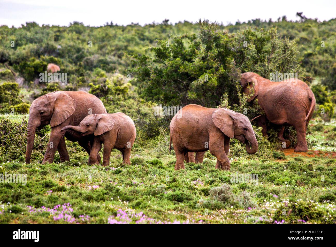 African elephants addo elephant hi-res stock photography and images - Alamy