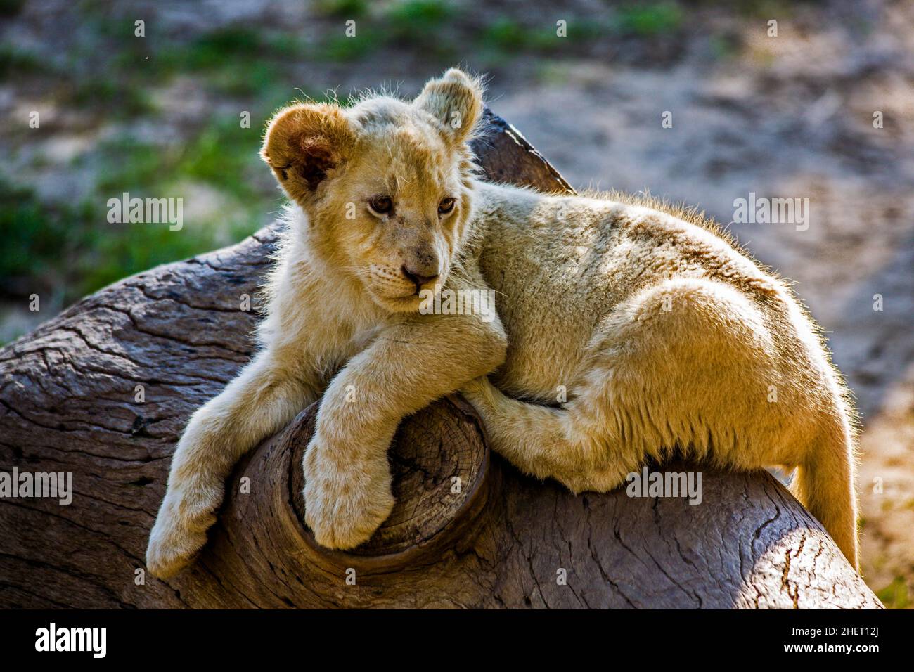 Young white lion (Panthera leo), Cango Wildlife Ranch, Oudtshoorn ...