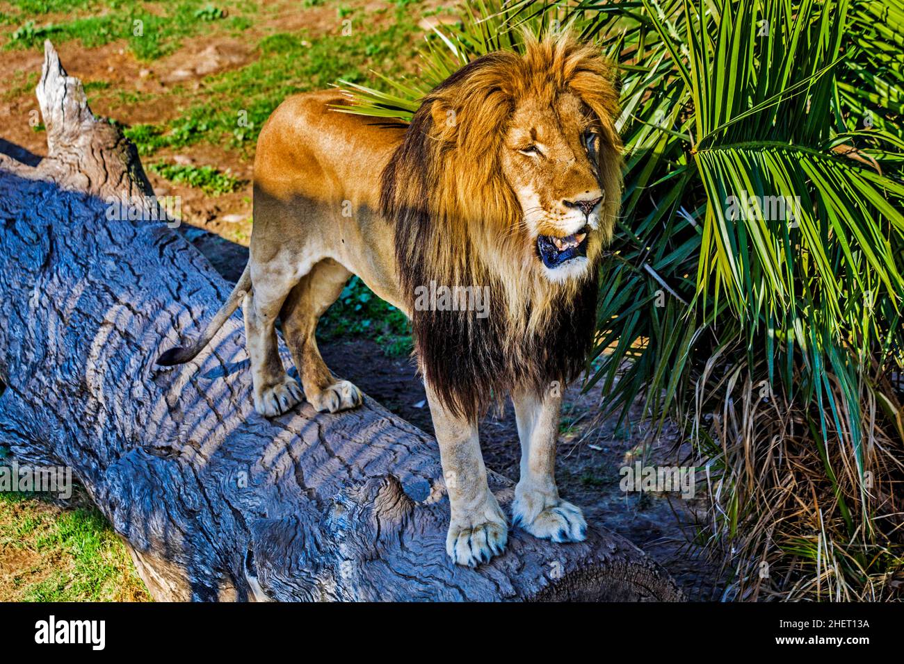 Male lion (Panthera leo), Cango Wildlife Ranch, Oudtshoorn, South ...