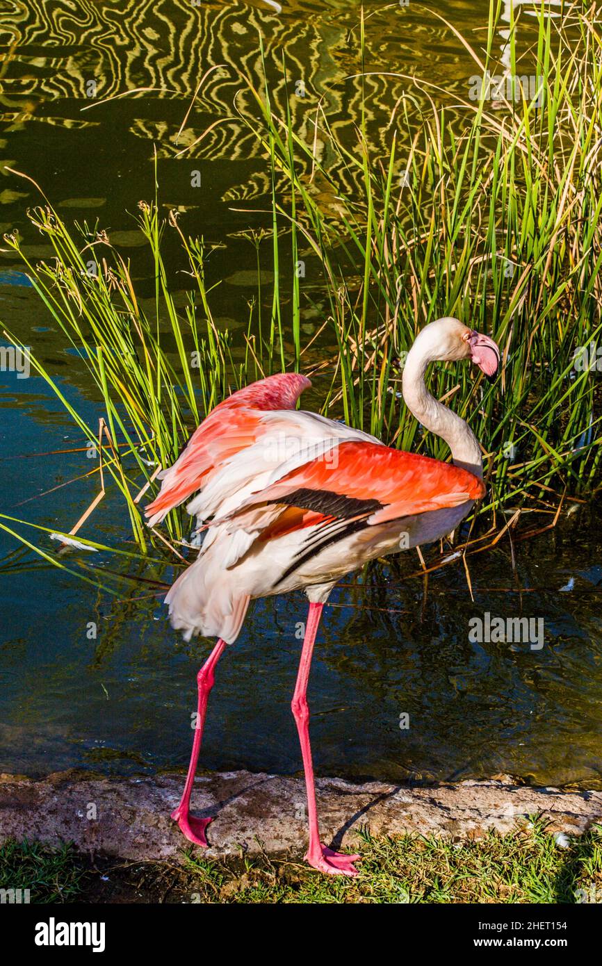 Flamingo (Phoenicopteridae), Cango Wildlife Ranch, Oudtshoorn, South ...