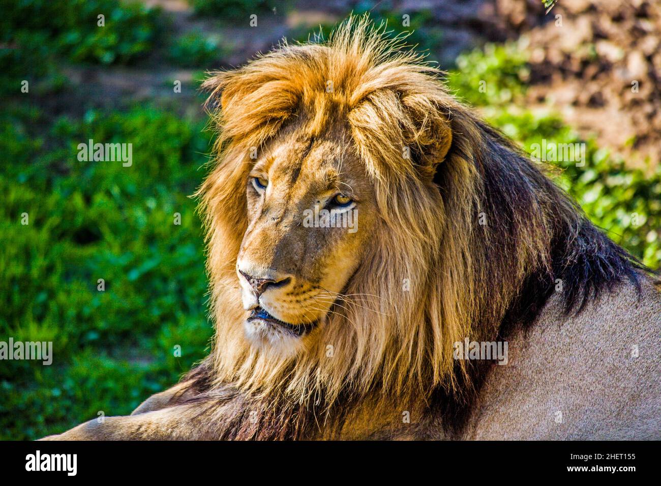 Male lion (Panthera leo), Cango Wildlife Ranch, Oudtshoorn, South ...