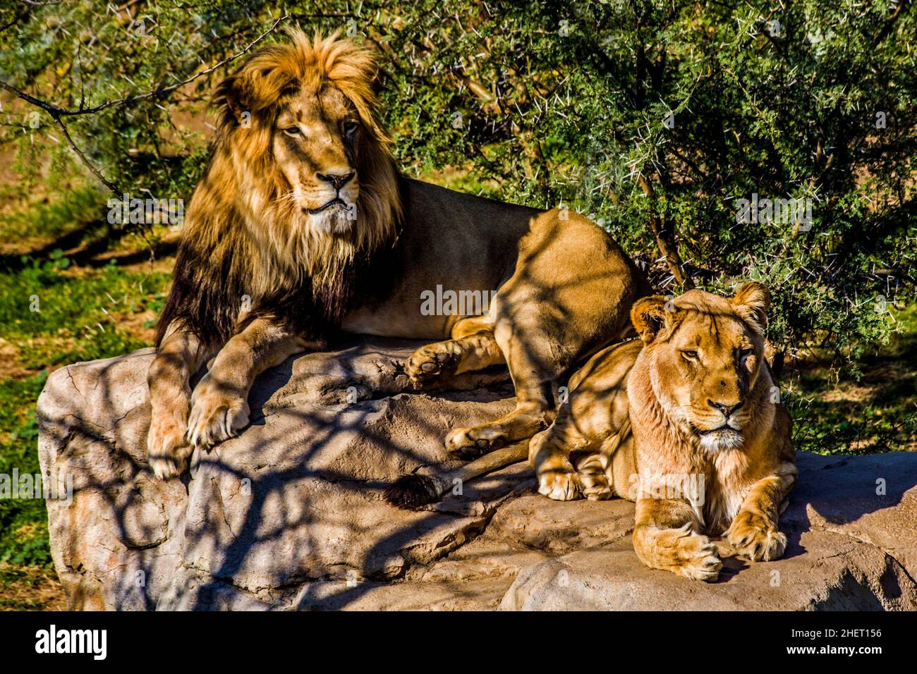 Lions (Panthera leo), Cango Wildlife Ranch, Oudtshoorn, South Africa ...