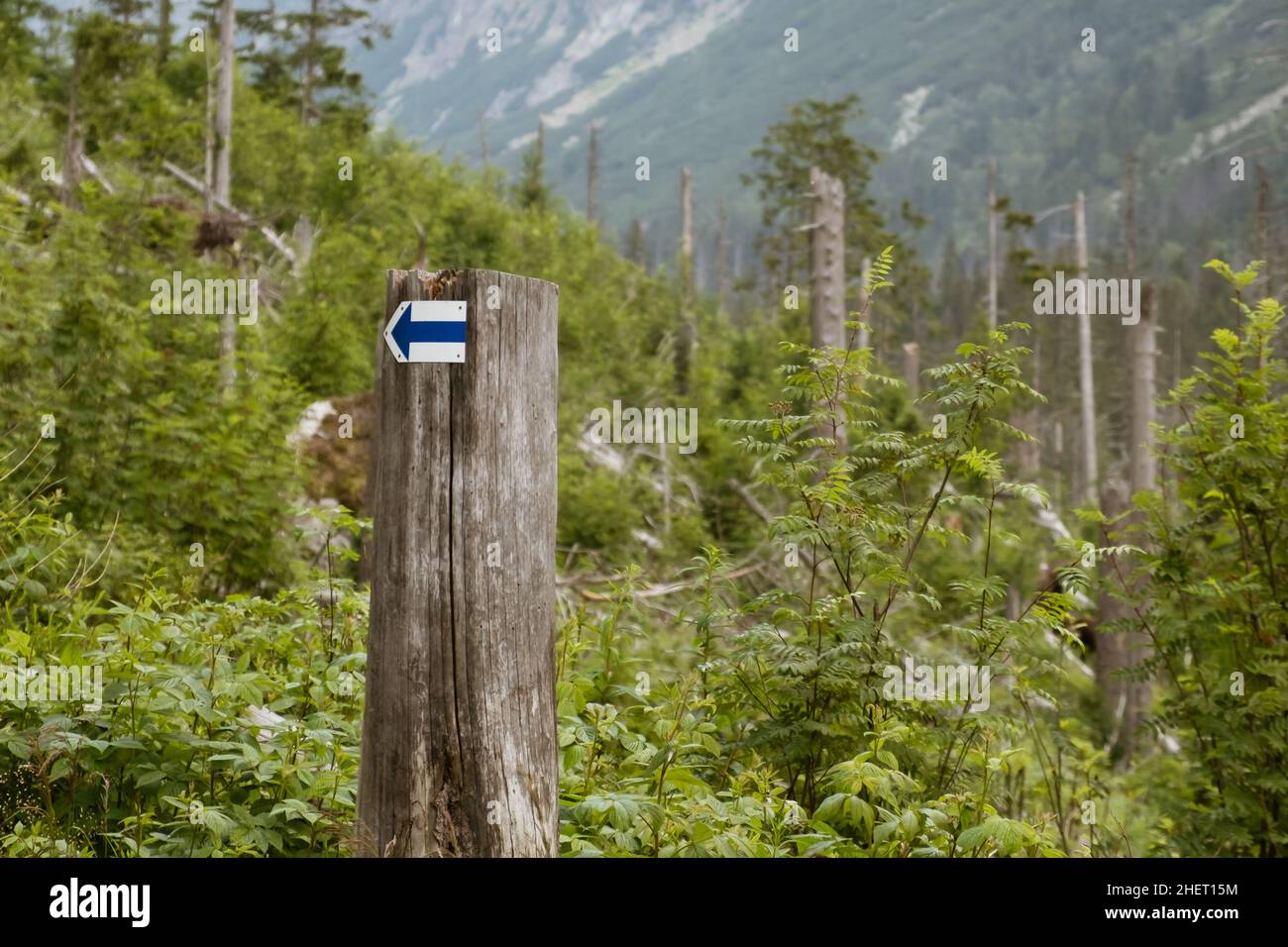 Arrow tourist sign on a tree. Designation of tourist routes in the ...