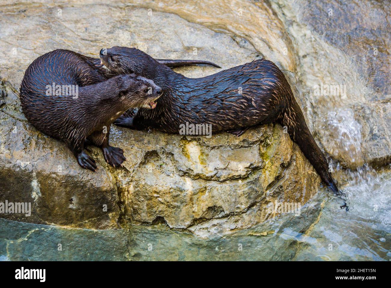 Otter (Lutrinae), otter, Cango Wildlife Ranch, Oudtshoorn, South Africa ...