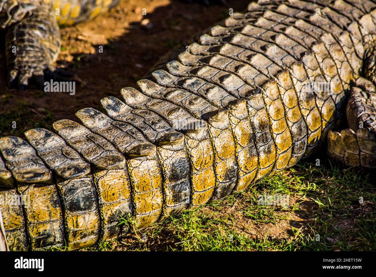 Tail of a crocodile (Crocodylia), Cango Wildlife Ranch, Oudtshoorn ...