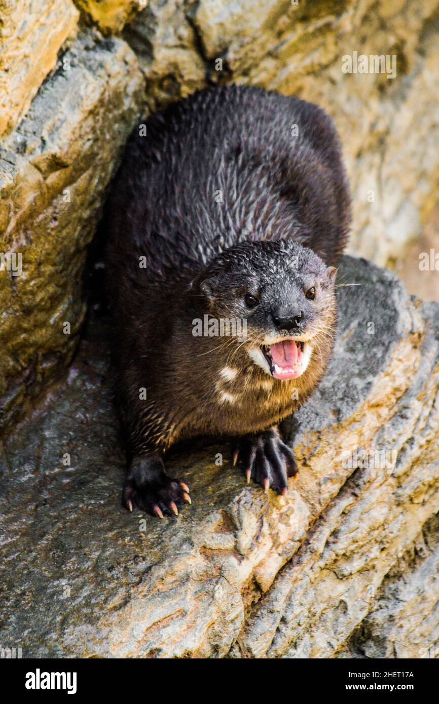 Otter (Lutrinae), otter, Cango Wildlife Ranch, Oudtshoorn, South Africa ...