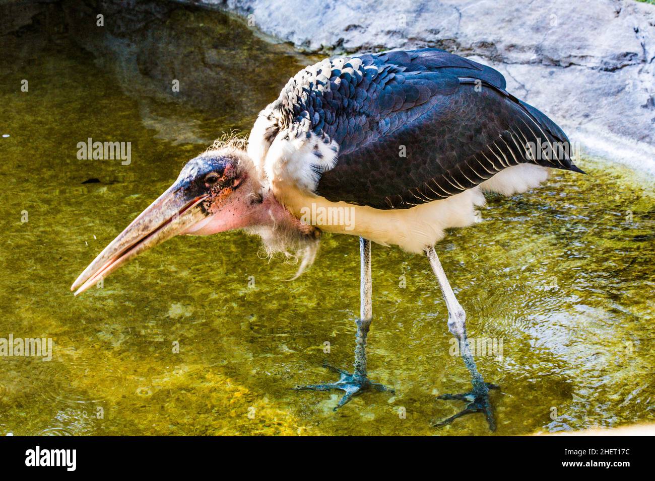 Stork in africa hi-res stock photography and images - Alamy