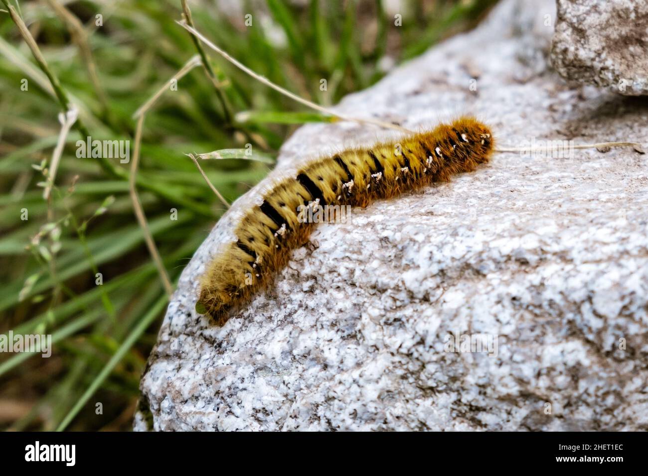 Caterpillar on a stone in natural environment. Climate change concept ...