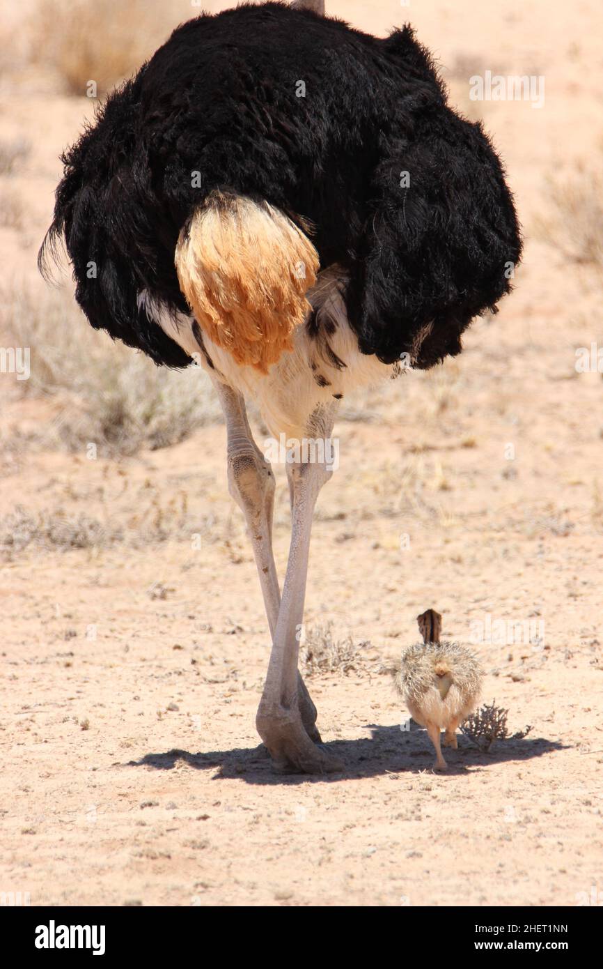Ostrich with cute chick in the Kgalagadi Stock Photo - Alamy