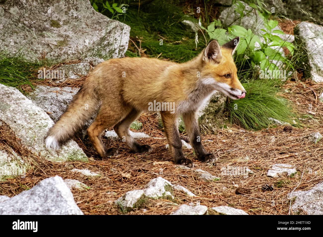 Little red fox hi-res stock photography and images - Alamy