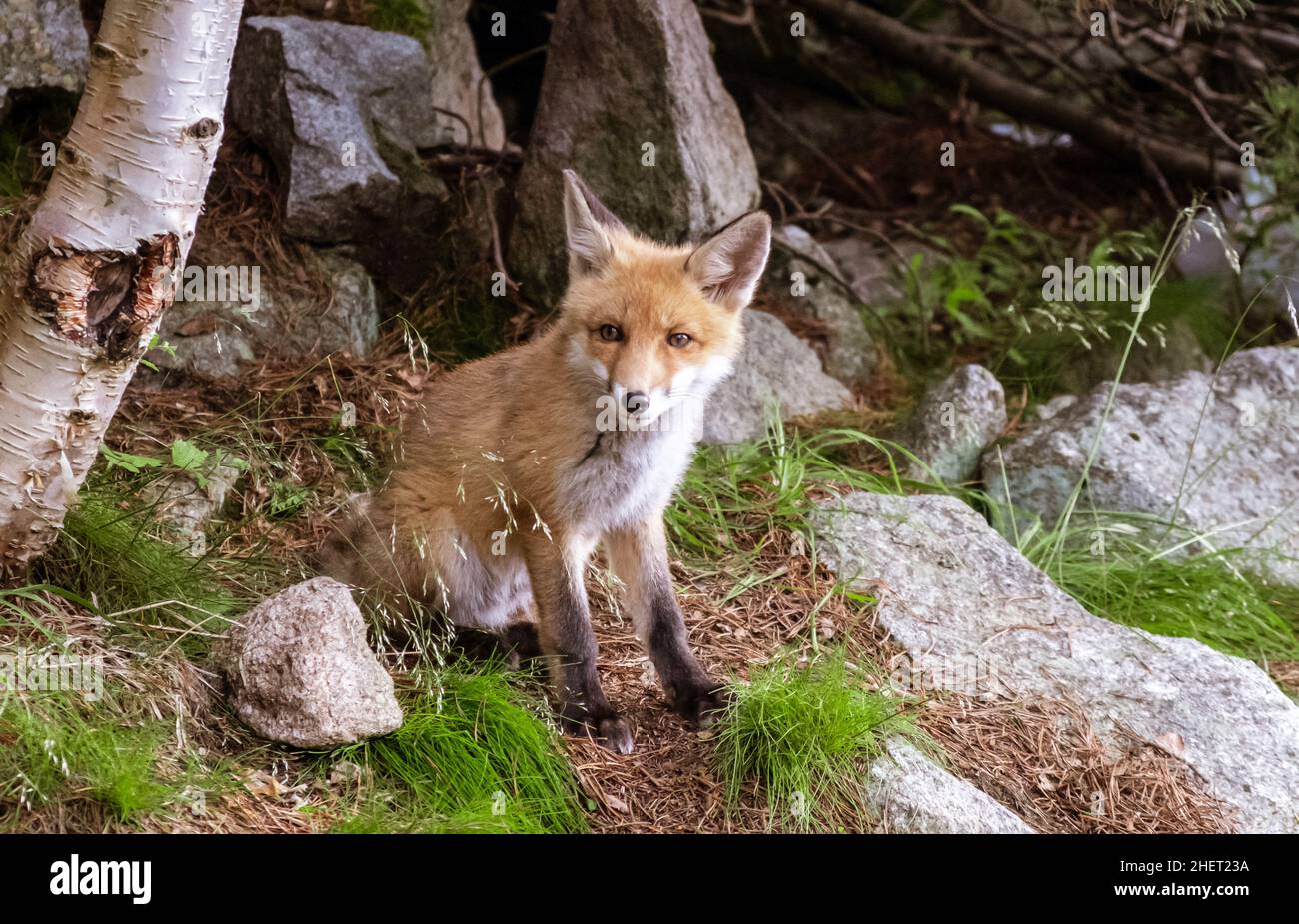 Little fox in landscape hi-res stock photography and images - Alamy