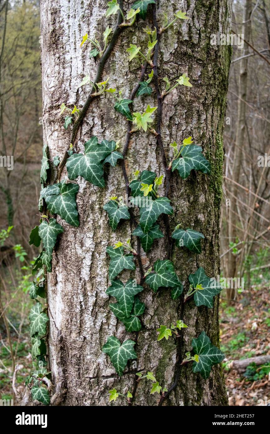 ivy, a climbing plant par excellence, very resistant with numerous ...