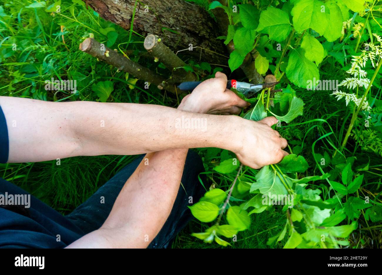 Hand grafted plant hi-res stock photography and images - Alamy