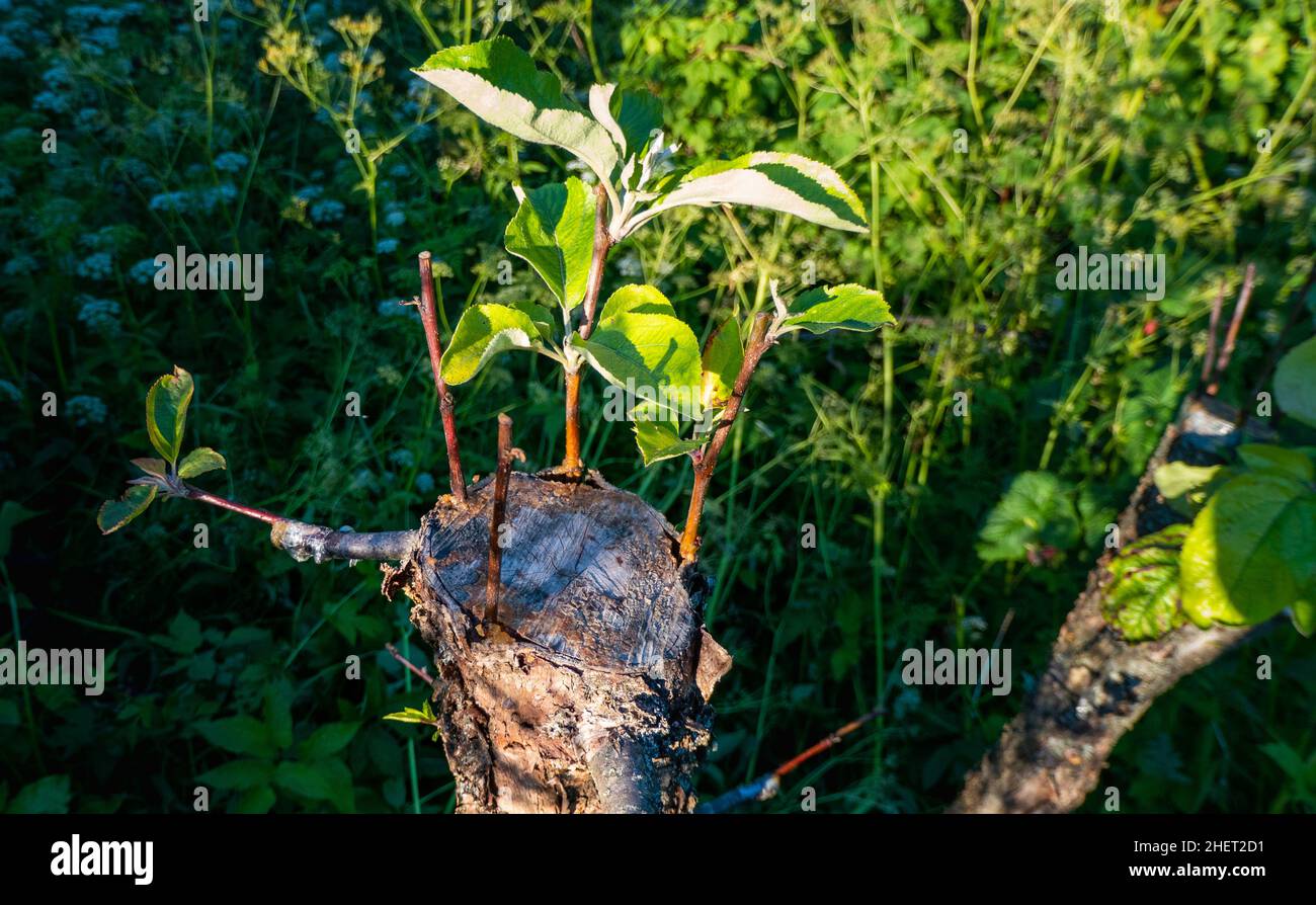 Hand grafted plant hi-res stock photography and images - Alamy