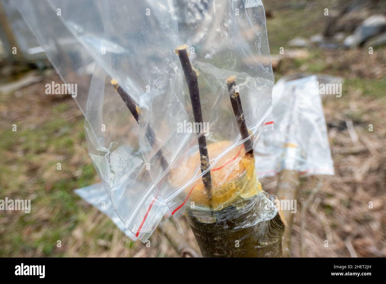 Hand grafted hi-res stock photography and images - Alamy