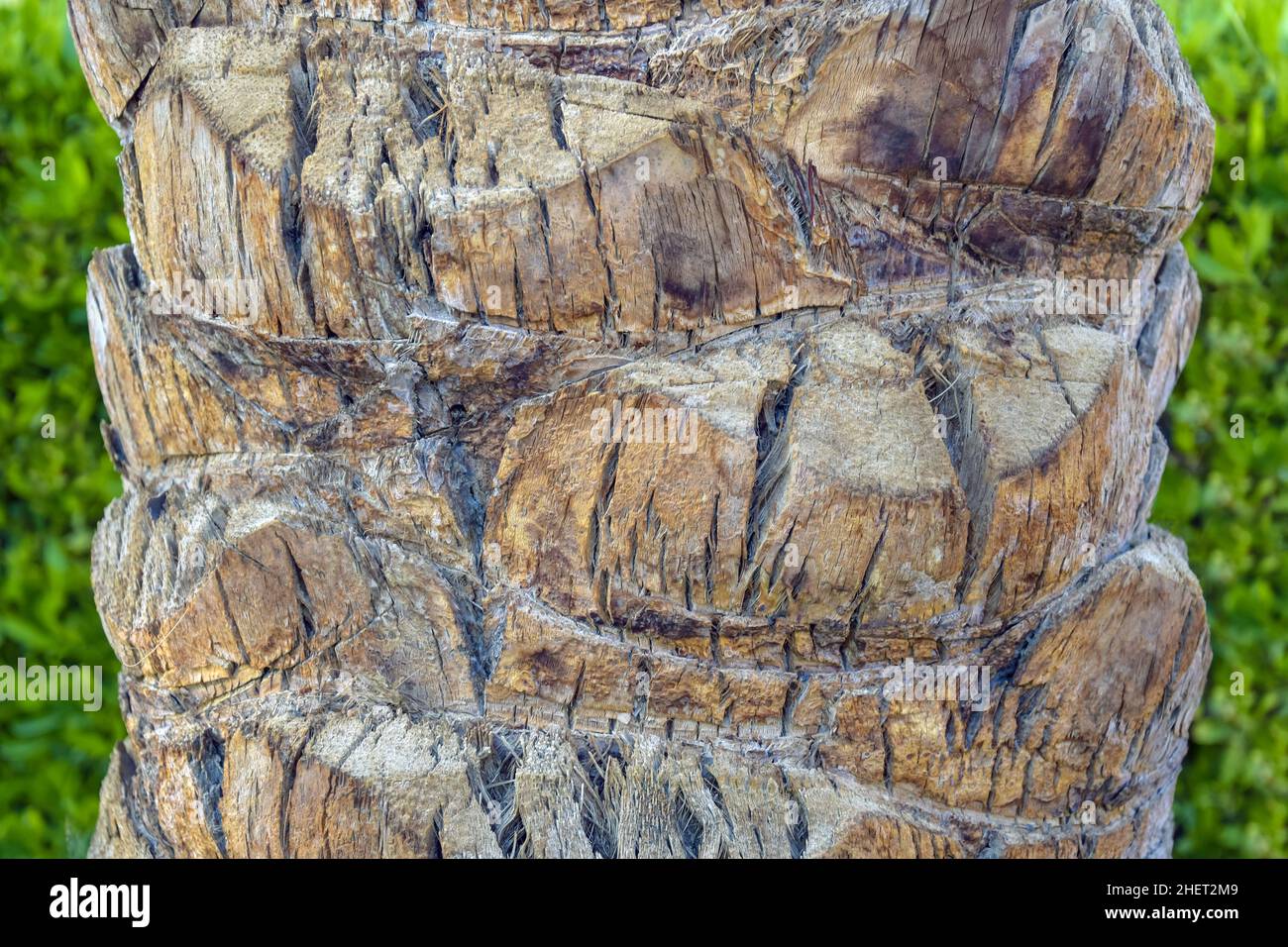 Gray trunk of old palm tree with big cracks on background of green ...