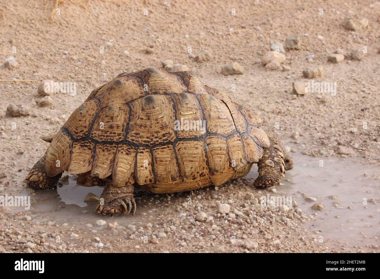 Leopard Tortoise drinking water in the Kgalagadi Stock Photo - Alamy