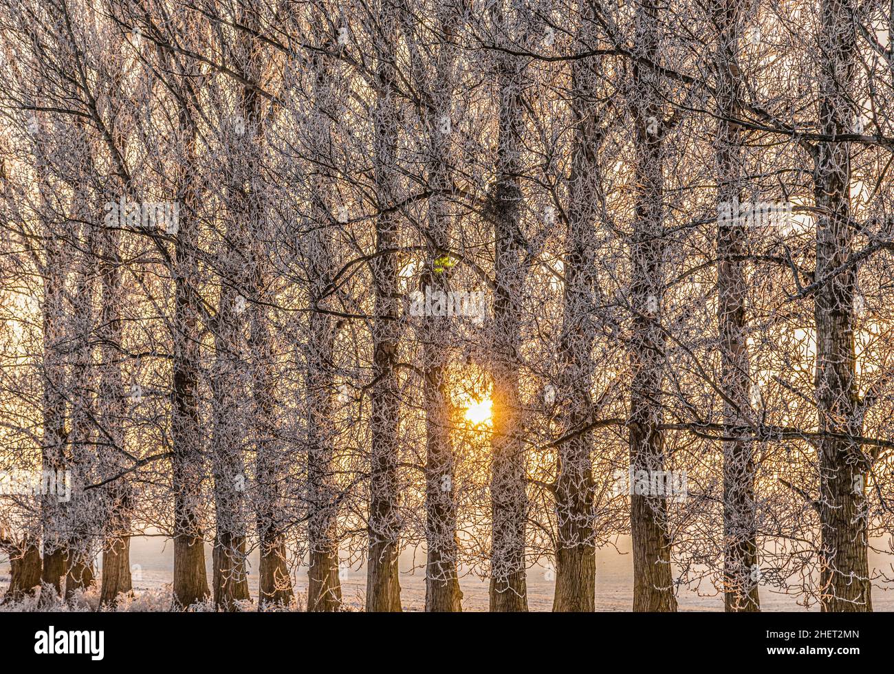 white icy trees in harmonic snow covered landscape Stock Photo - Alamy