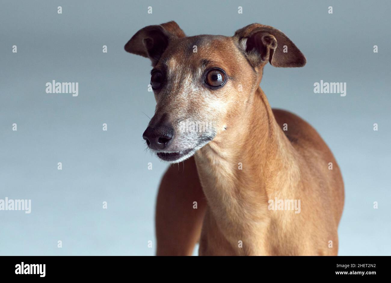 Close up italian greyhound hi-res stock photography and images - Alamy