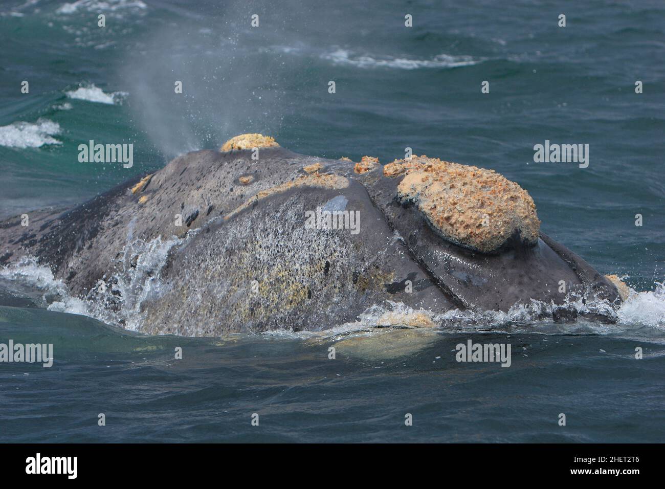 Cetaces hi-res stock photography and images - Alamy