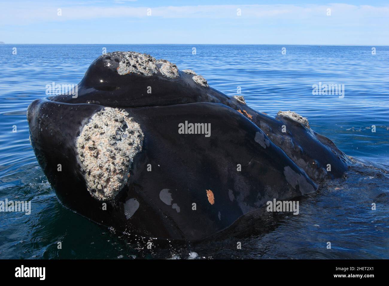 southern right whales , patagonia ,Argentina Stock Photo - Alamy