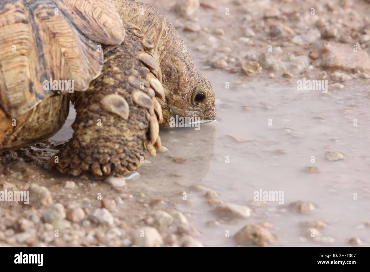 Leopard Tortoise drinking water in the Kgalagadi Stock Photo - Alamy
