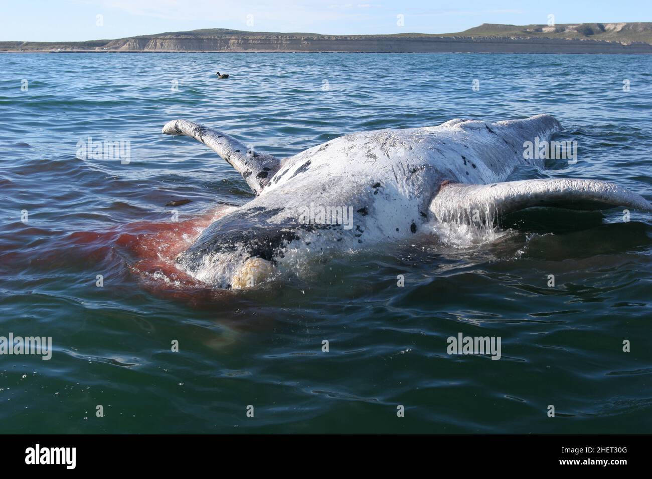 southern right whales body float on the surface, Patagonia ,Argentina ...