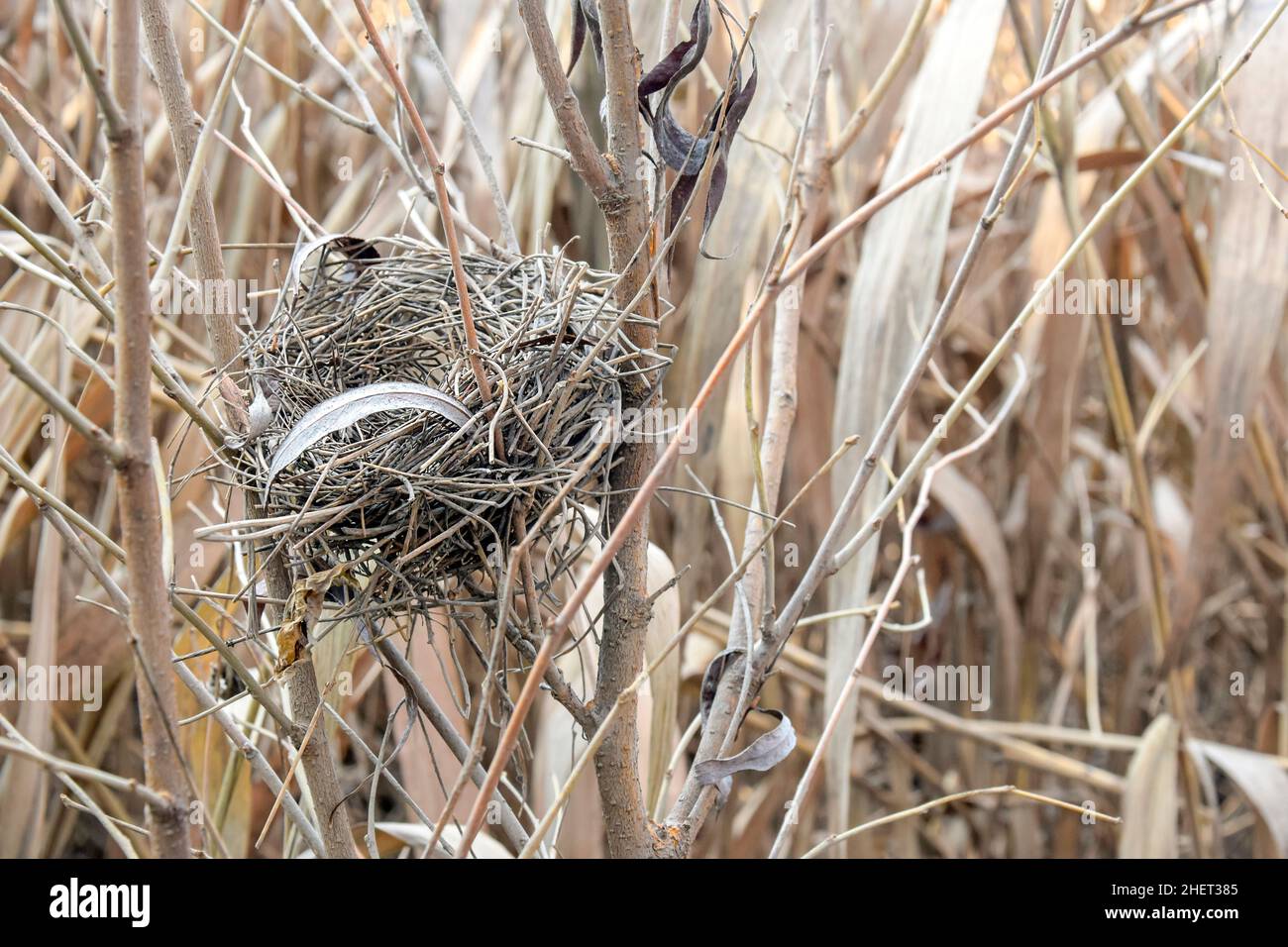 Empty bird's nest on branches of tree in reed thicket. Close-up ...
