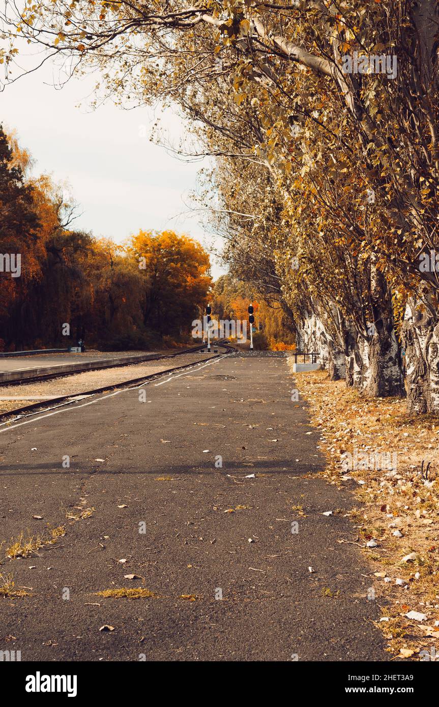 Autumn sunny landscape. A road in an autumn park with trees and fallen ...
