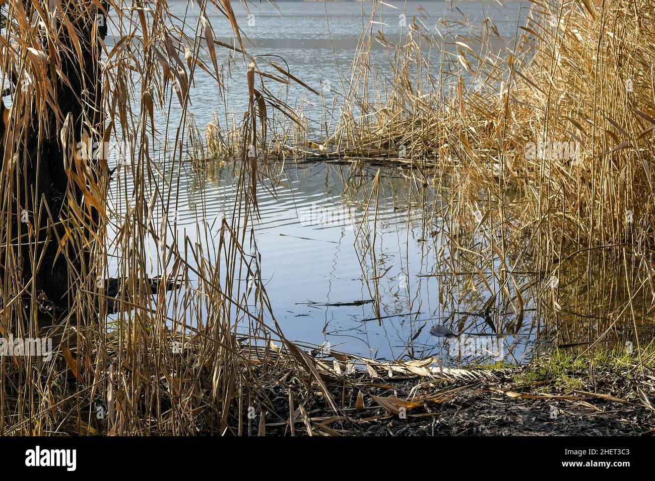Calm river bank thickets reeds hi-res stock photography and images - Alamy