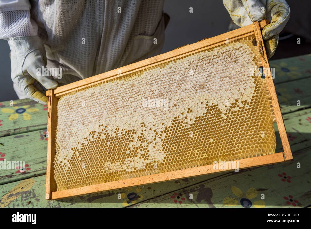 Urban beekeeper holding frame with capped honey Stock Photo - Alamy