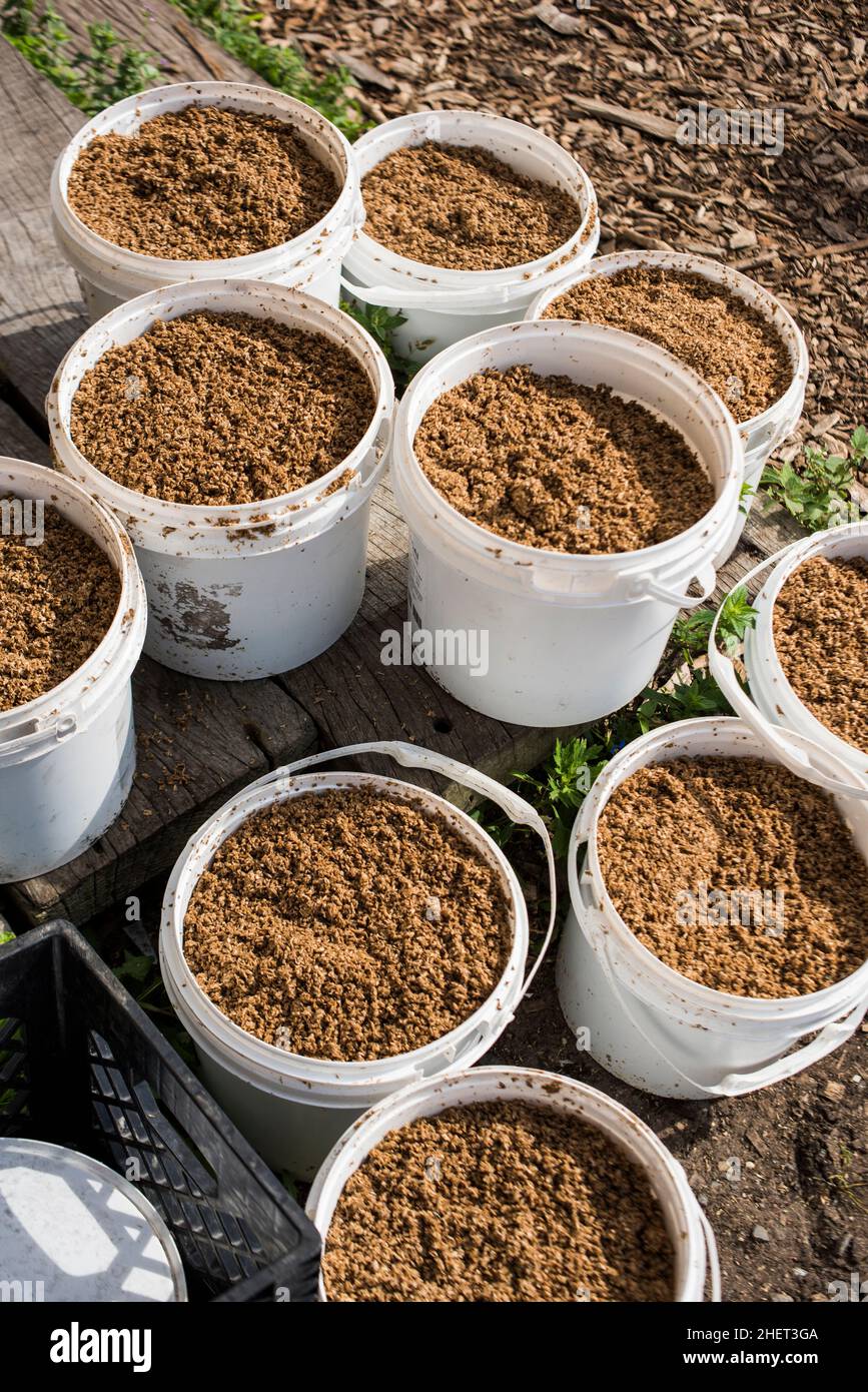 Spent brewery grains and hops collected from local brewery are used to ...