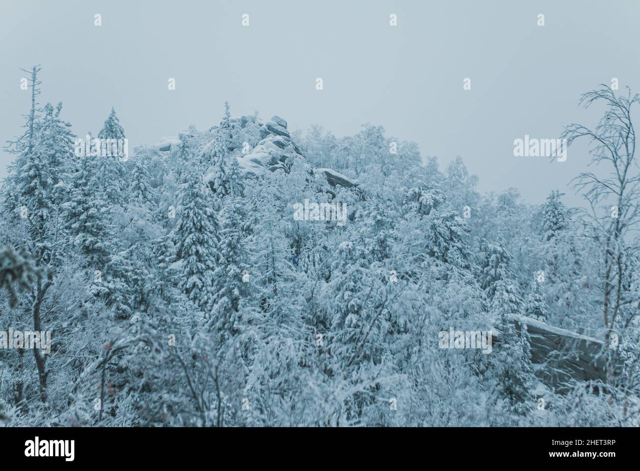 Coniferous forest on white rock hi-res stock photography and images - Alamy