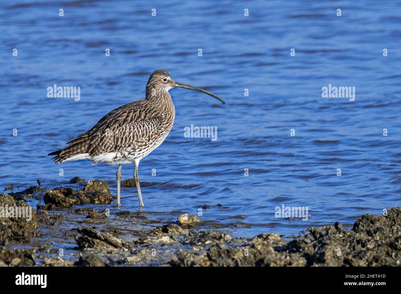 Eurasian curlew / common curlew (Numenius arquata) foraging in shallow ...