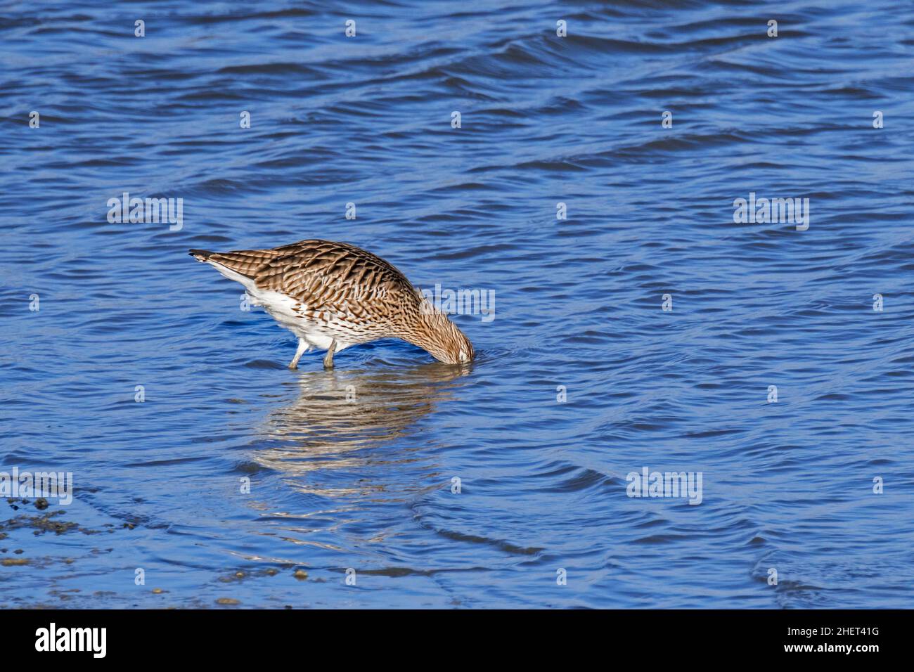 Eurasian curlew / common curlew (Numenius arquata) foraging in shallow ...