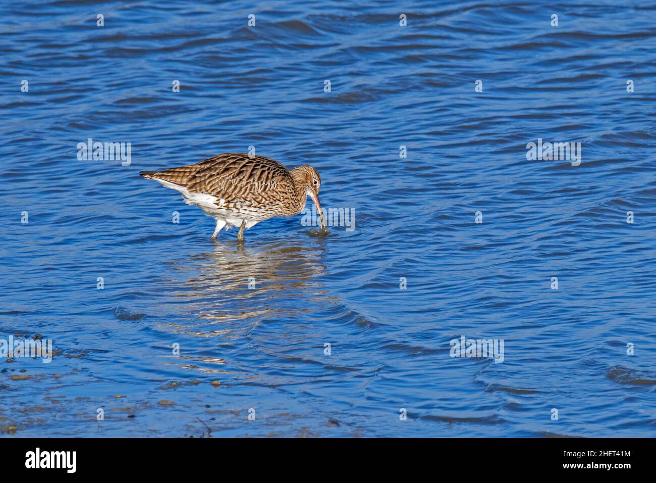 Eurasian curlew / common curlew (Numenius arquata) foraging in shallow ...