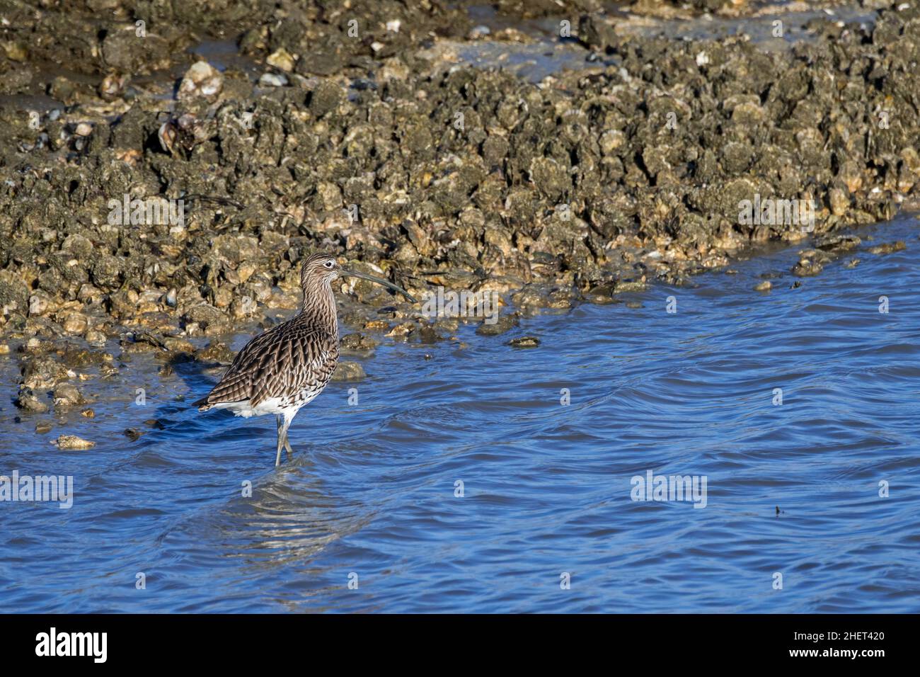 Eurasian curlew / common curlew (Numenius arquata) foraging in shallow ...