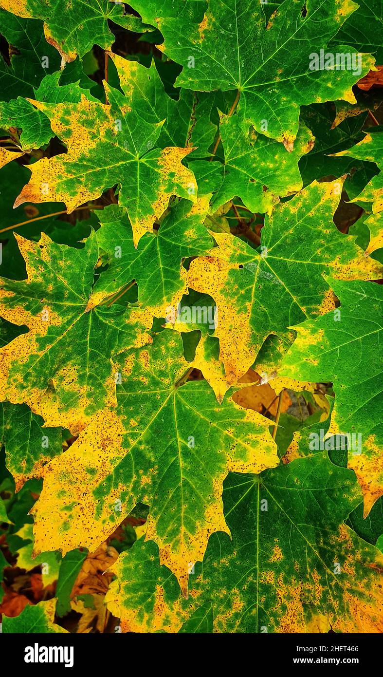 colorful fall leaves of a maple tree Stock Photo - Alamy
