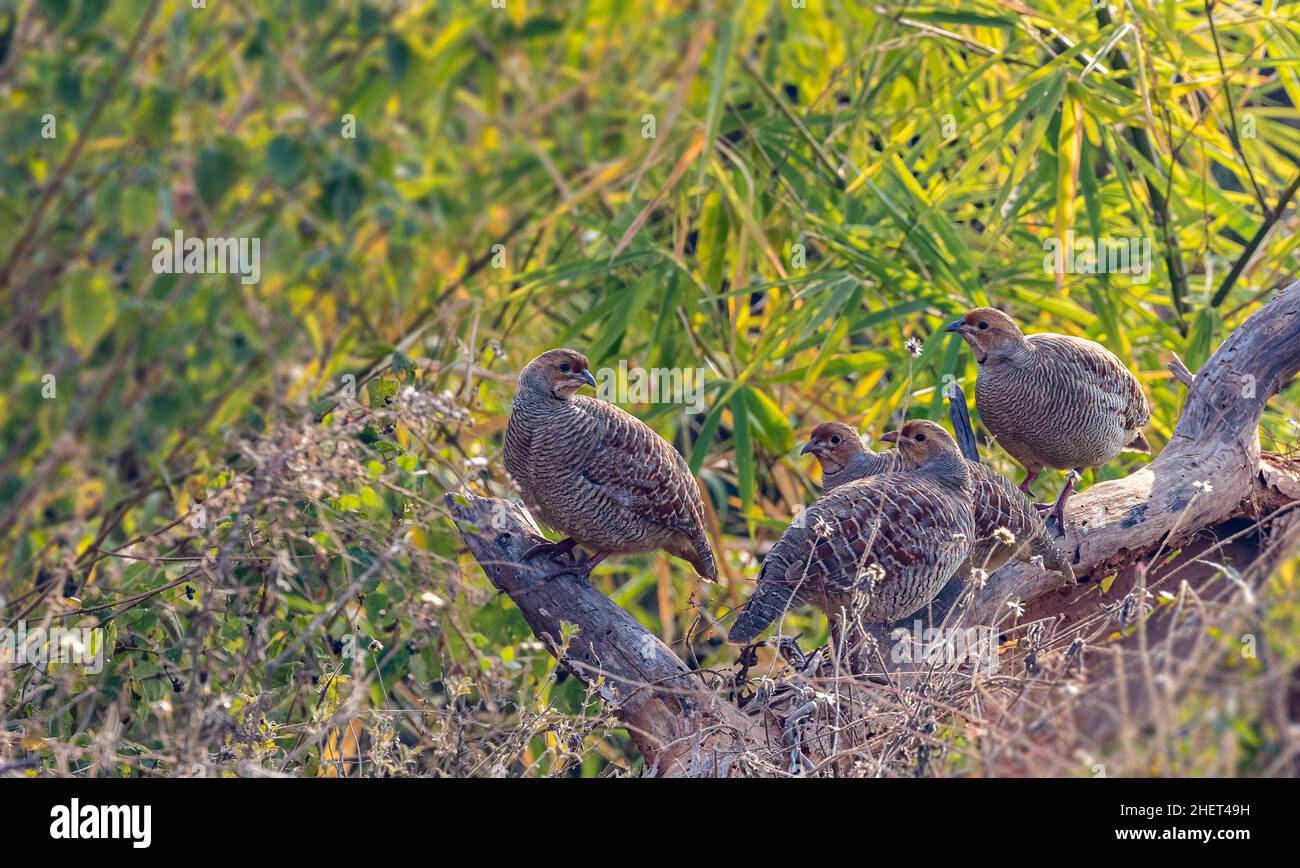 Grey francolins in discussion with each other in a forest Stock Photo ...