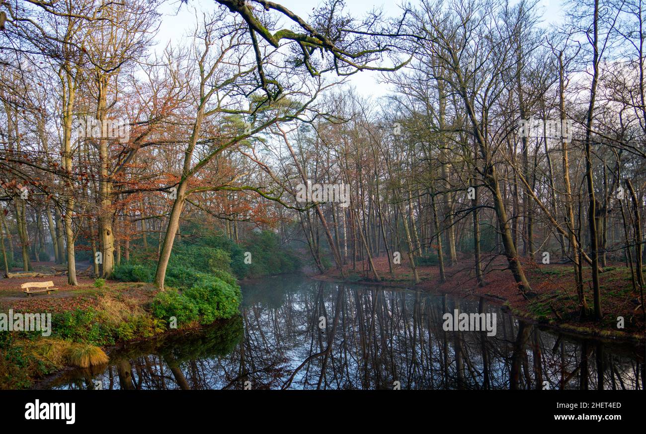 Large tree on pond hi-res stock photography and images - Alamy