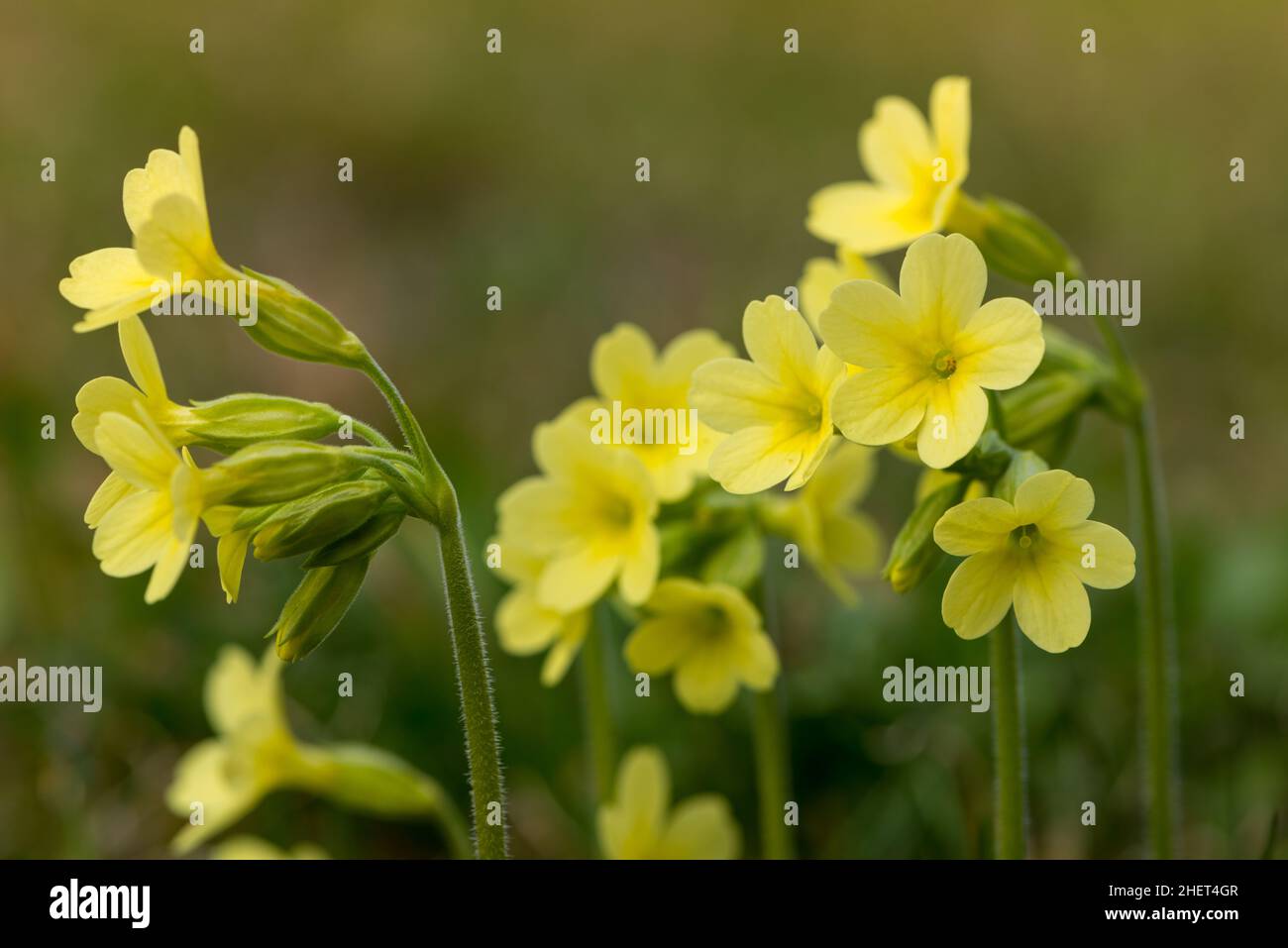 Common cowslip cowslip primrose hi-res stock photography and images - Alamy
