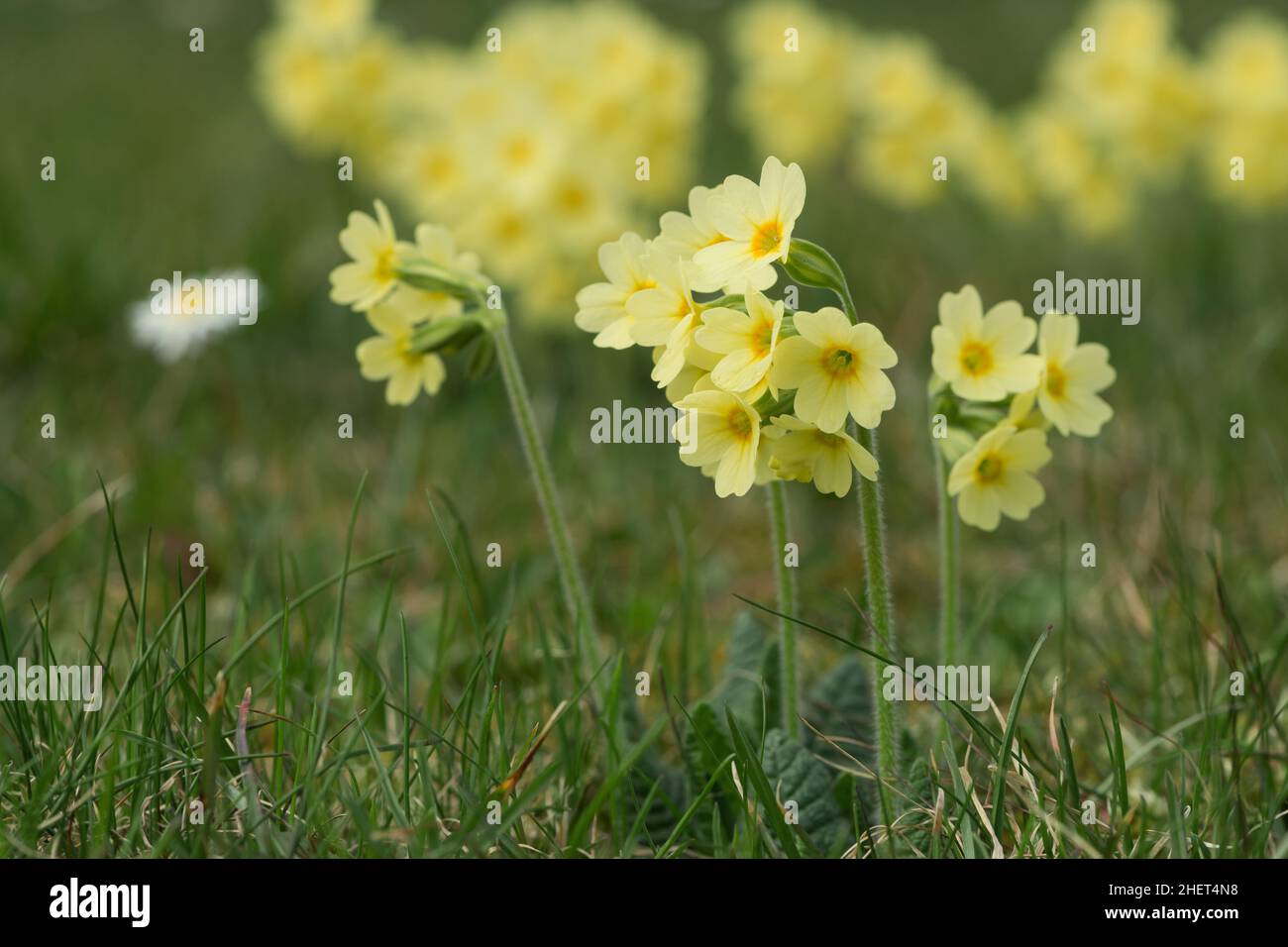 True cowslip hi-res stock photography and images - Alamy