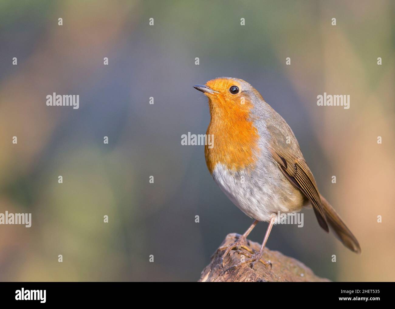 Robin front hi-res stock photography and images - Alamy