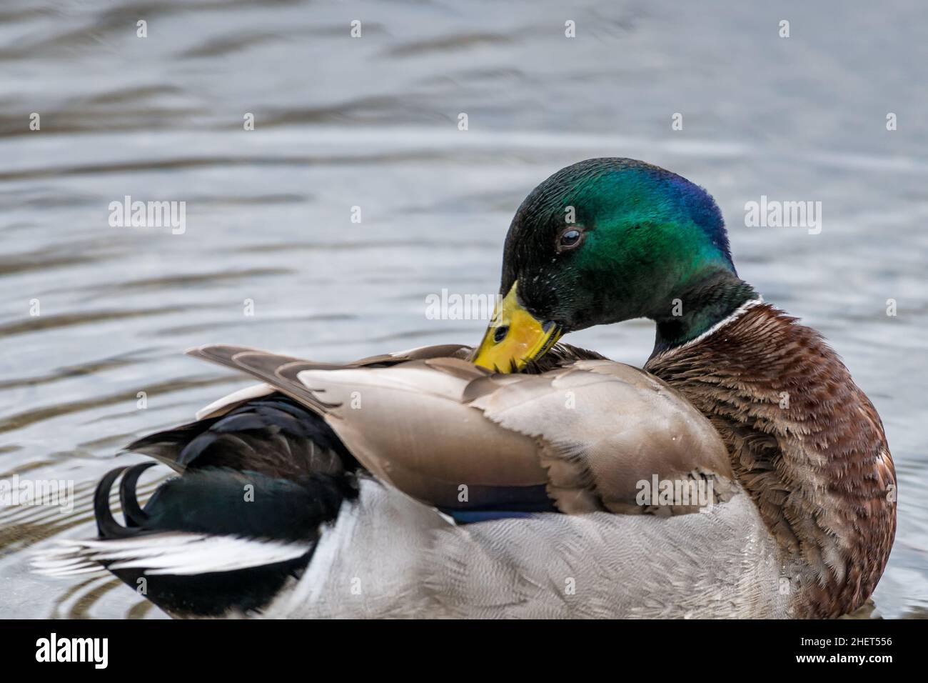 drake duck cleaning his feathers with spout at lake Stock Photo - Alamy