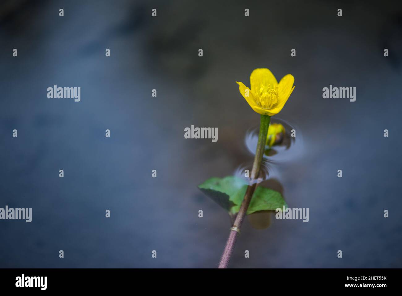 single yellow crowfoot flower growing out of water Stock Photo - Alamy