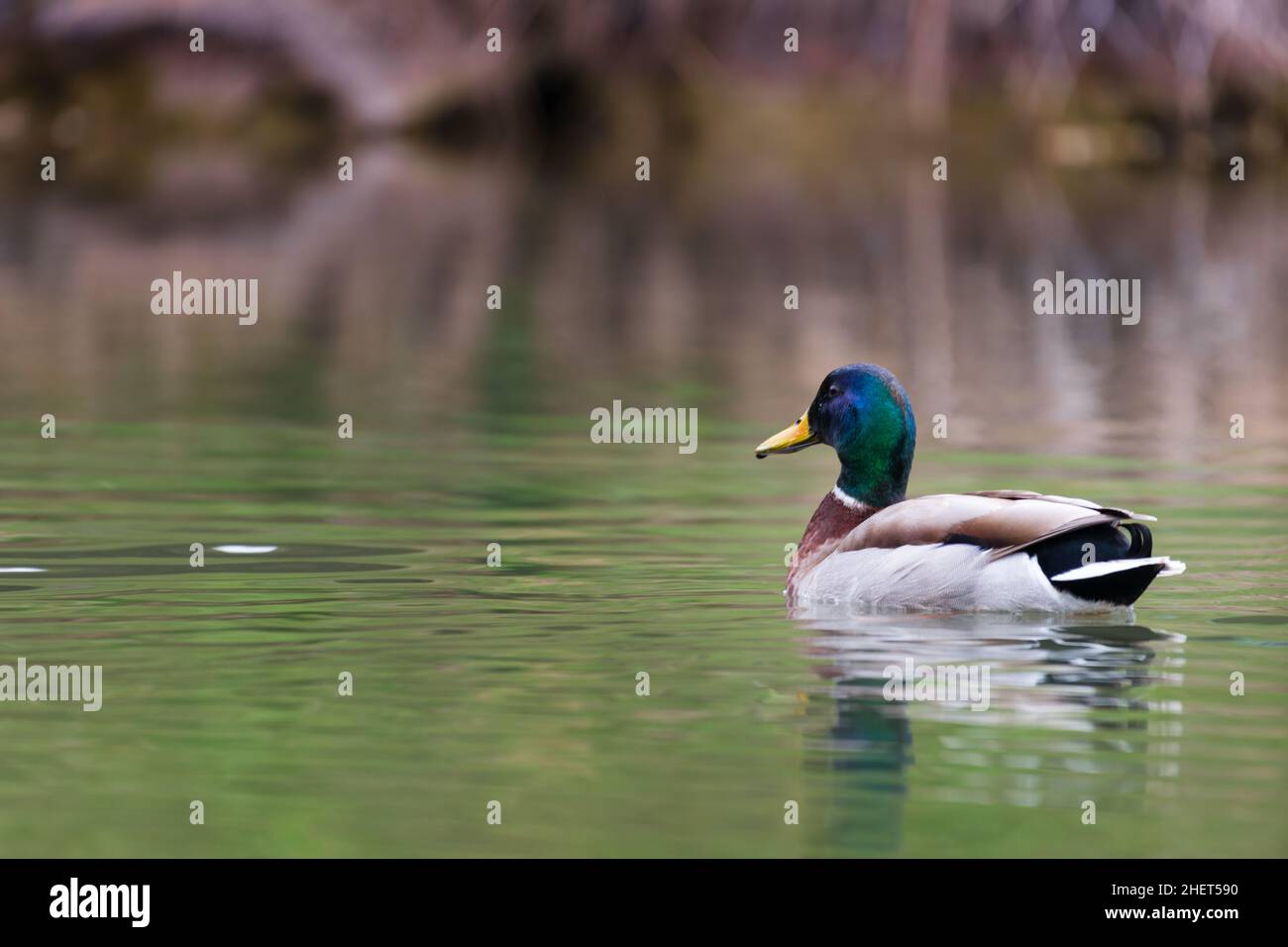 male drake duck swimming on lake at spring Stock Photo - Alamy