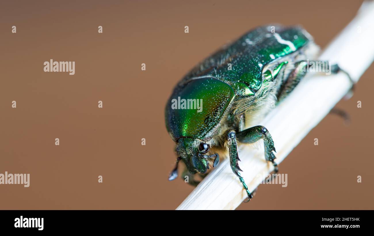 Brown shiny beetle hi-res stock photography and images - Alamy