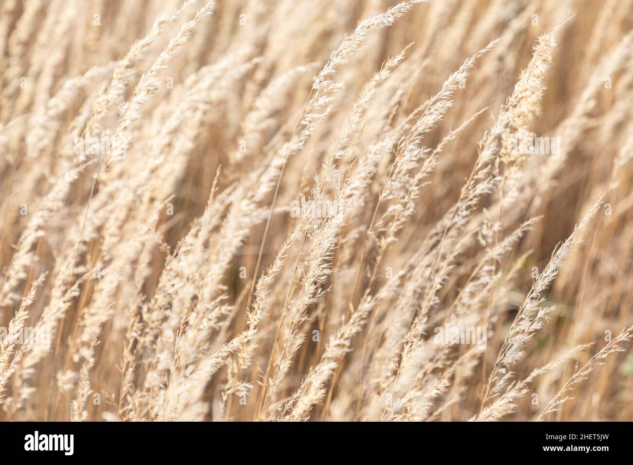 harmonic detail of wild corn in wind Stock Photo - Alamy